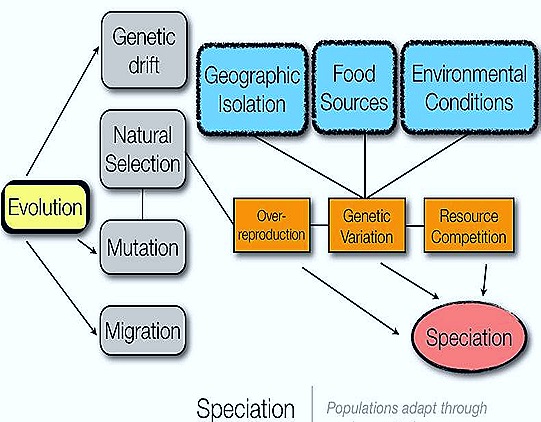 Speciation in Organic Evolution | BIOZOOM